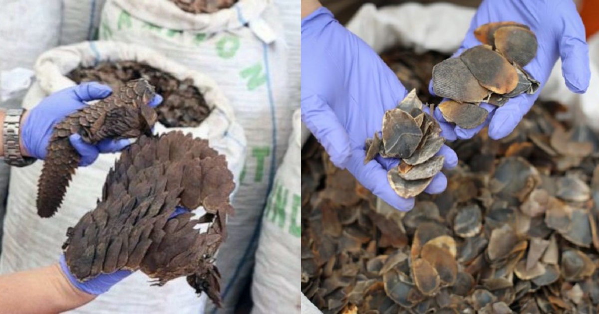 Nigeria Customs intercepts lion bones, pangolin scales worth N952m