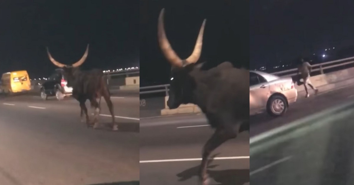 Wandering Cow Spotted On 3rd Mainland Bridge (video) - YabaLeftOnline