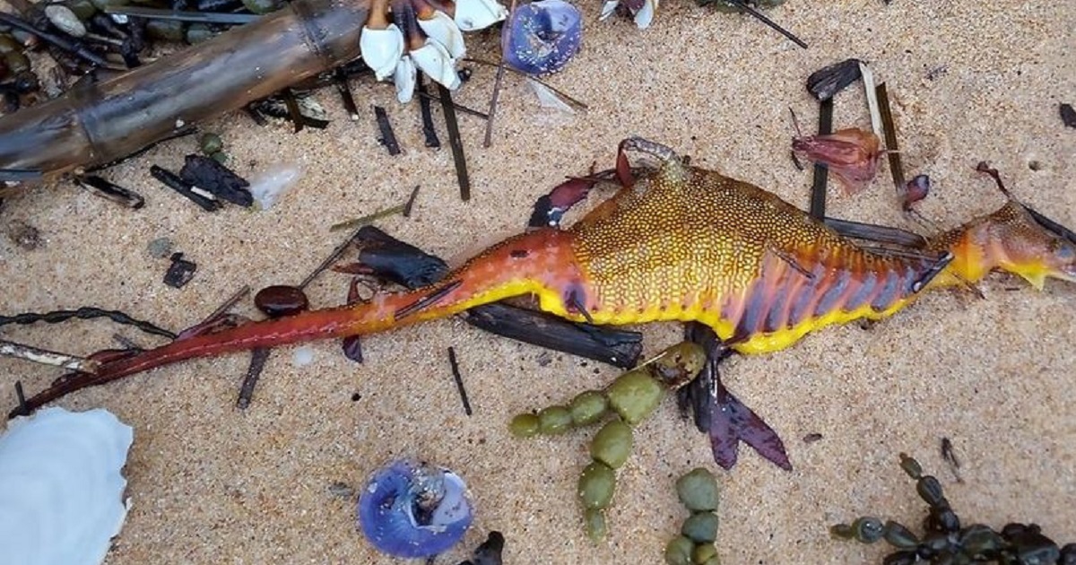 Strange creatures wash up on Australian beaches after record heavy ...