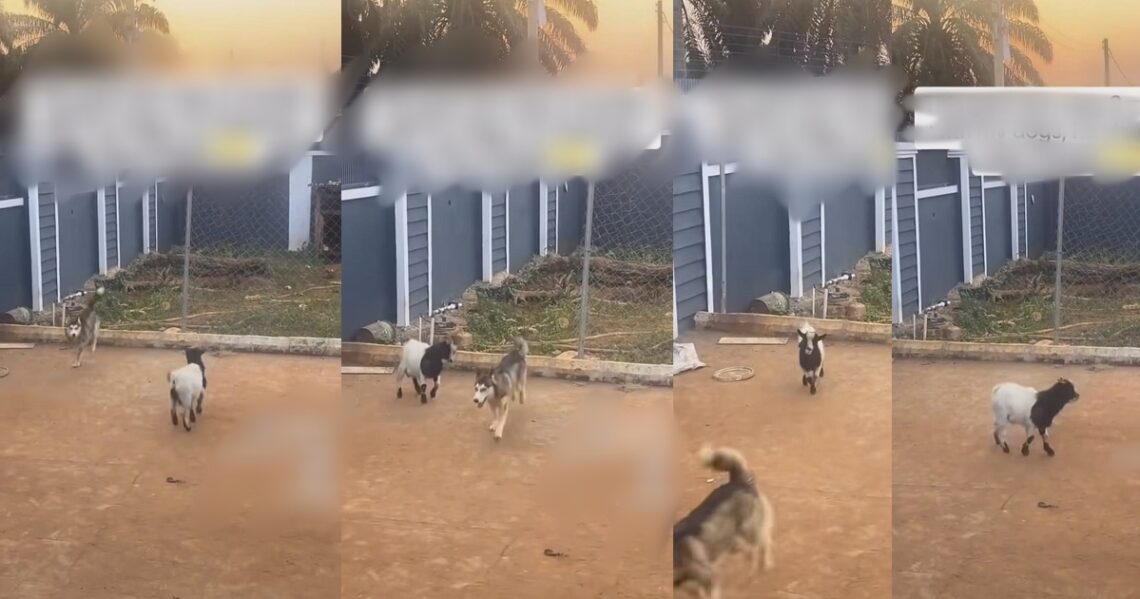"This goat don stay 2 months with my dogs, he character don change ...