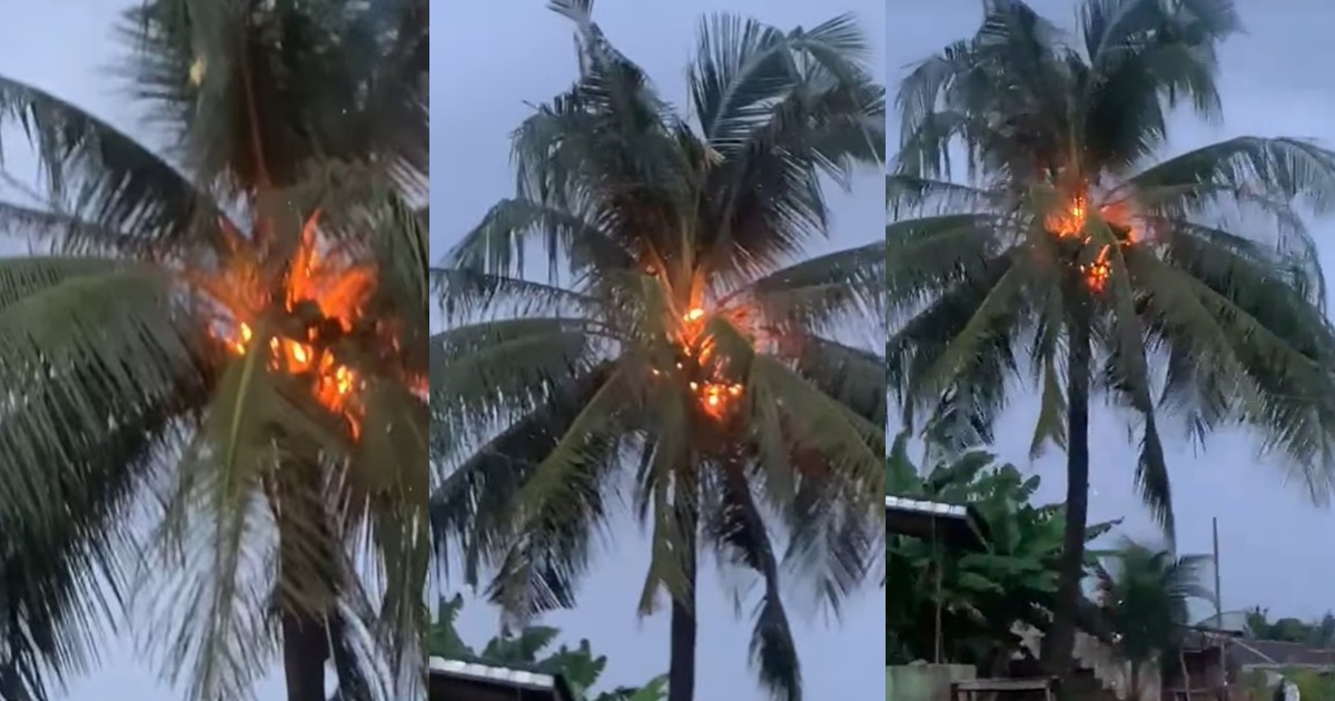 Myster!ous video of coconut video on f!re after thunder str!ke raises ...