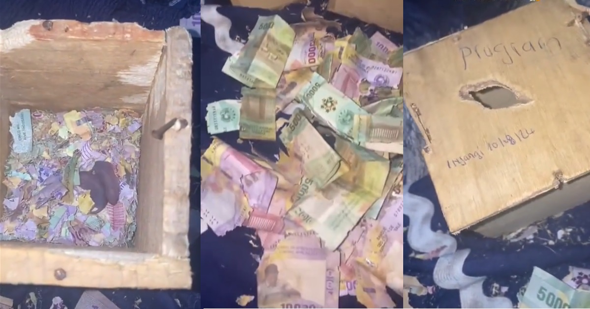Lady lamǝnts as rats invade and feast on the money notes in her safe ...