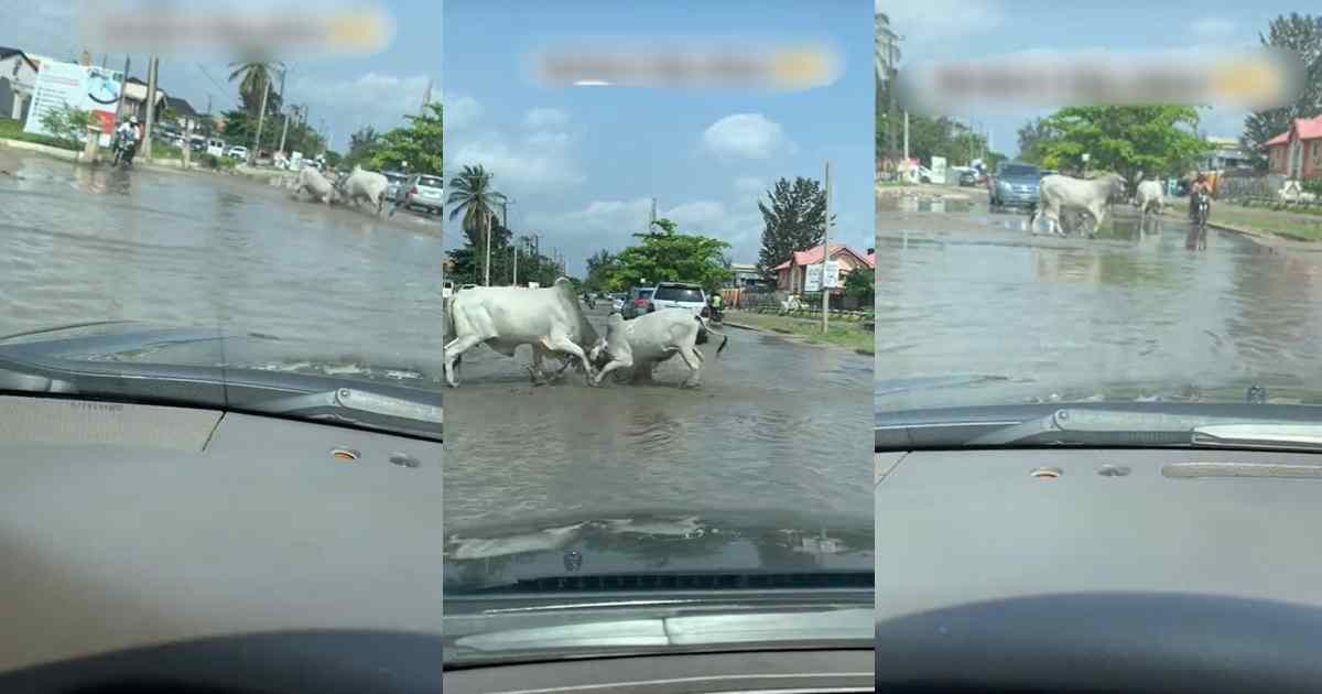 "Na here I dey since" – Motorists stranded as cows lock horns on the road (WATCH) - YabaLeftOnline