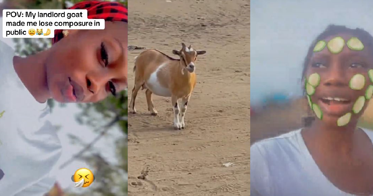Lady Ch@ses Down Her Landlord's Goat After It St0le Her Bread (WATCH) - YabaLeftOnline
